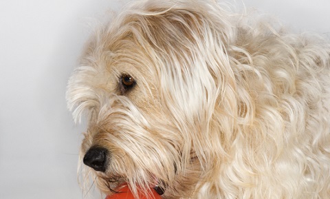 Colchicine | VCA Animal Hospital