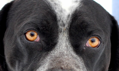 Blepharitis in Dogs | VCA Animal Hospital
