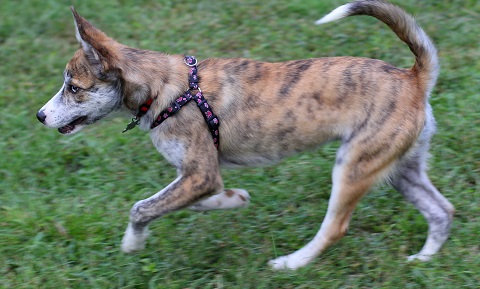 Cranial Cruciate Ligament Repair: Extracapsular Repair and TightRope ...