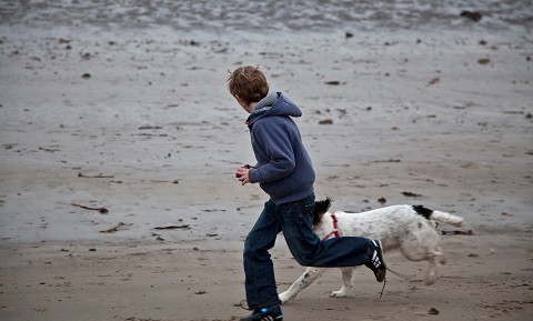 Creating a Weight Reduction Plan for Dogs | VCA Animal Hospital