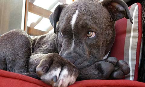 Cyanosis in Dogs | VCA Animal Hospital