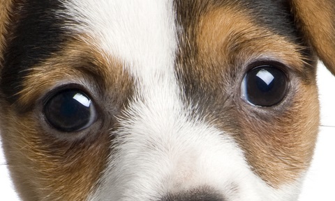 Distichia or Distichiasis in Dogs | VCA Animal Hospital