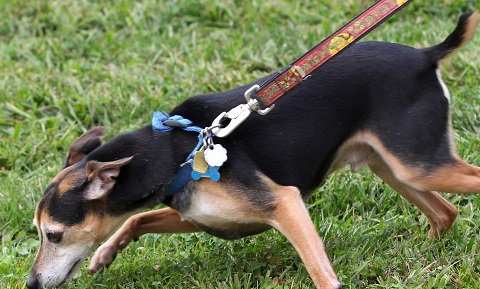 Dog Behavior Problems - Coprophagia | VCA Animal Hospital