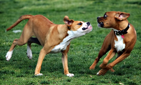 Dog Behavior Problems - Aggression Diagnosis and Overview | VCA Animal ...