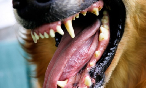 Endoscopy - Gastrointestinal in Dogs | VCA Animal Hospital