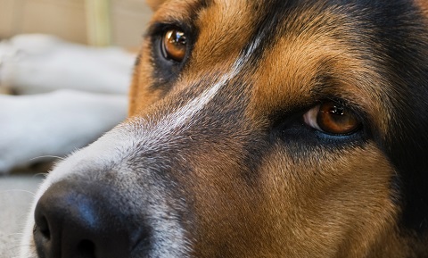 Lymphoma in the Dog | VCA Animal Hospital