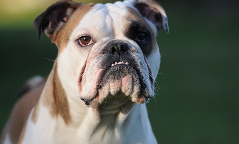 Eyelid Ectropion in Dogs | VCA Animal Hospital