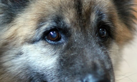 Eyelid Entropion in Dogs | VCA Animal Hospital