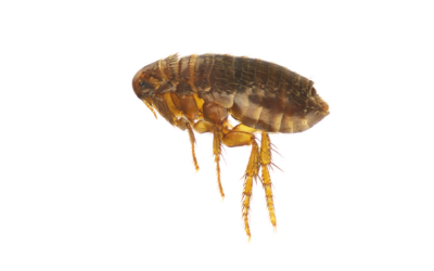 Cat Scratch Disease | VCA Animal Hospital