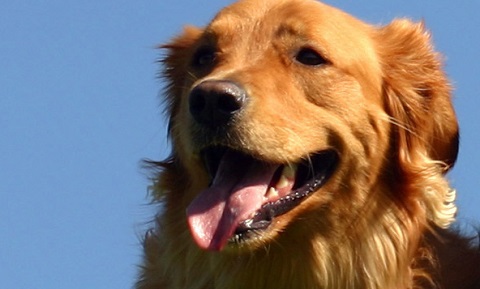 Gingivitis and Stomatitis in Dogs | VCA Animal Hospital