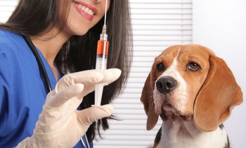 Giving Injections to Dogs | VCA Animal Hospital