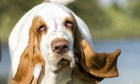 Horner's Syndrome in Dogs | VCA Animal Hospital