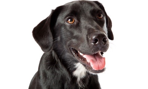 Icterus or Jaundice in Dogs | VCA Animal Hospital