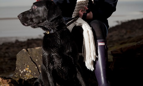 Interferon | VCA Animal Hospital