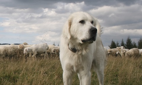 Kaolin-Pectin | VCA Animal Hospital