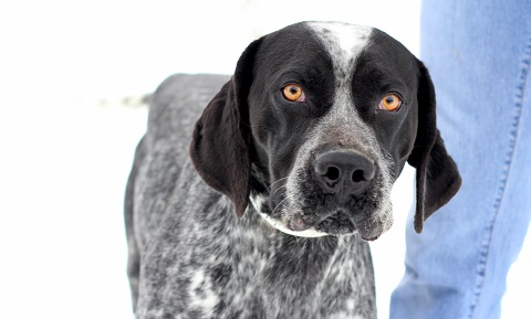 Keratoconjunctivitis Sicca (KCS) or Dry Eye in Dogs | VCA Animal Hospital