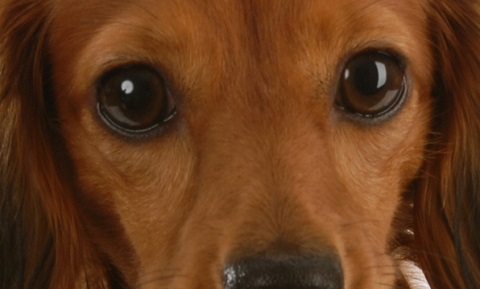 Lens Luxation in Dogs | VCA Animal Hospital