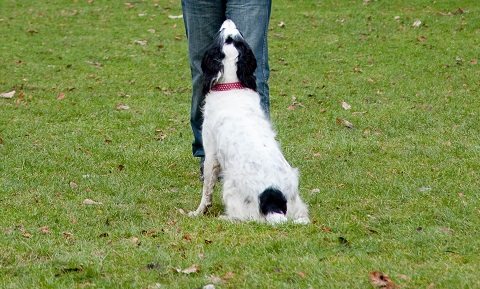 Lufenuron | VCA Animal Hospital