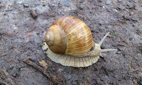 Lung Fluke Infections in Dogs | VCA Animal Hospital