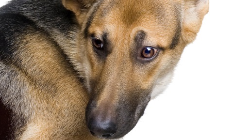 Malabsorption & Bacterial Overgrowth in Dogs | VCA Animal Hospital