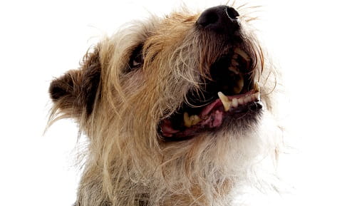 Malocclusions in Dogs - When Teeth Don't Align | VCA Animal Hospital