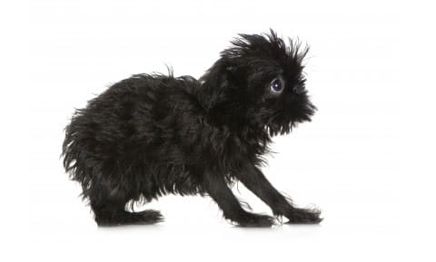 Necrosis of the Femoral Head in Dogs | VCA Animal Hospital