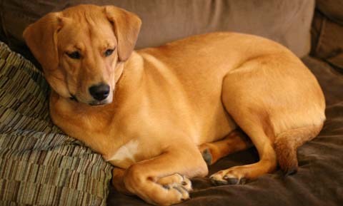 Nutrition for Inactive Adult Dogs | VCA Animal Hospital