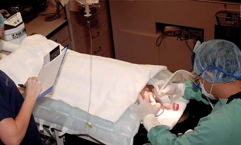 Oral Surgery in Cats | VCA Animal Hospital