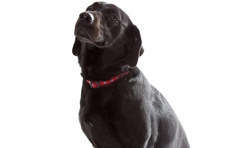 Panosteitis in Dogs | VCA Animal Hospital