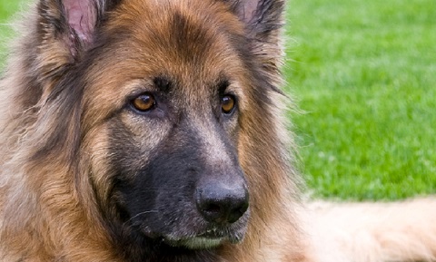 Perianal Fistula in Dogs | VCA Animal Hospital