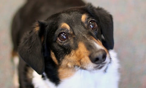 Phenylpropanolamine | VCA Animal Hospital