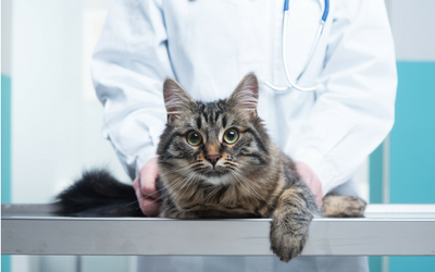 Nose Bleeds (Epistaxis) in Cats | VCA Animal Hospital
