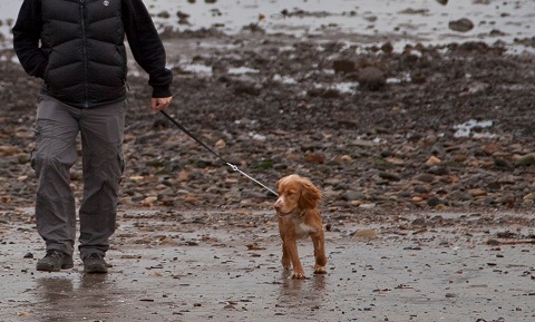 Propantheline Bromide | VCA Animal Hospital