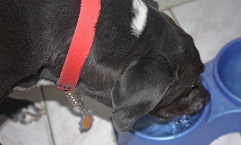 Pyelonephritis (Bacterial Infection of the Kidney) in Dogs | VCA Animal ...