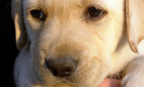 Pyrethrin/Pyrethroid Poisoning in Dogs | VCA Animal Hospital