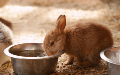 Feeding Your Rabbit | VCA Animal Hospital