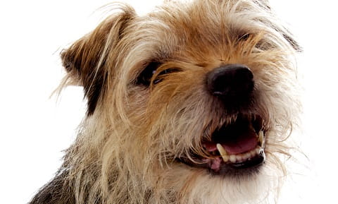 Retained Deciduous Teeth (Baby Teeth) in Dogs | VCA Animal Hospital