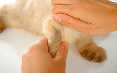 Enilconazole | VCA Animal Hospital