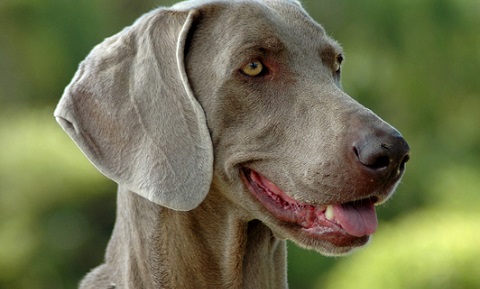 Serum ACTH | VCA Animal Hospital