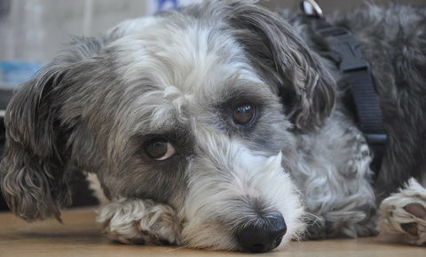 Protein-Losing Enteropathy (PLE) in Dogs | VCA Animal Hospital