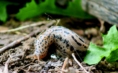 Metaldehyde Toxicity (Slug Bait Poisoning) | VCA Animal Hospital