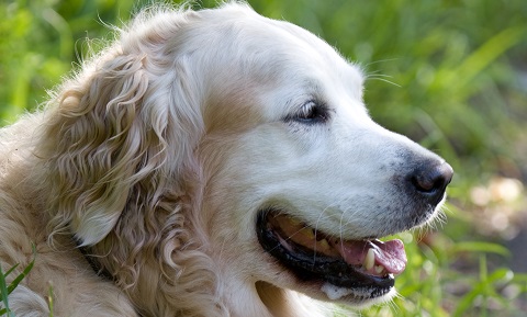 Spondylosis Deformans in Dogs | VCA Animal Hospital