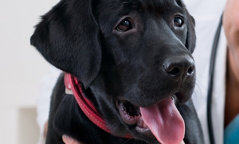 How To Give Subcutaneous Fluids To A Dog At Home