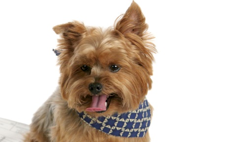 Tonsillitis in Dogs | VCA Animal Hospital