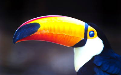 Toucans and Toucanettes - Feeding | VCA Animal Hospital