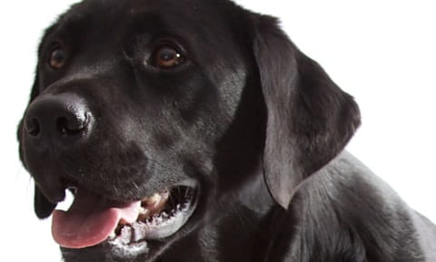 Tropicamide Ophthalmic | VCA Animal Hospital