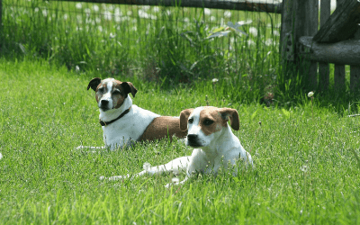 Transmissible Venereal Tumor | VCA Animal Hospital