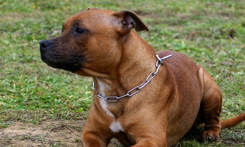 Ununited Anconeal Process or UAP in Dogs | VCA Animal Hospital