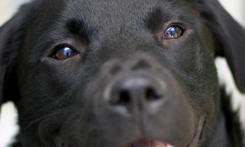 Uveitis in Dogs | VCA Animal Hospital