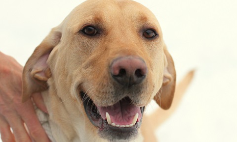 Otitis Externa In Dogs Otitis Externa: Happy Pets, Happy Owners | Vet